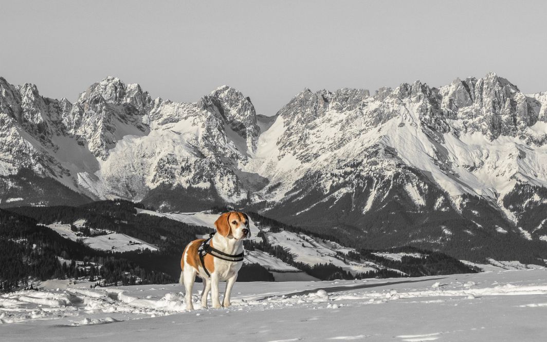 Urlaub in Kirchberg • 4* Superior Hotel Sonne